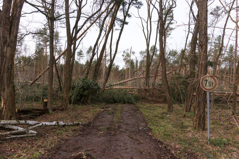 Trees Block the Forest Road after the Storm Stock Photo - Image of ...