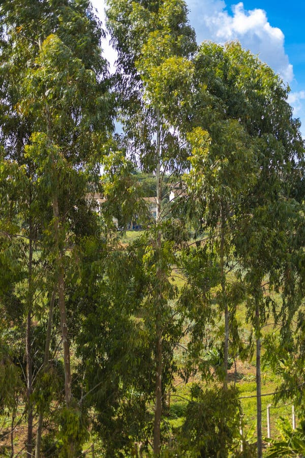 Trees are blocking view stock photo. Image of rural - 206179714