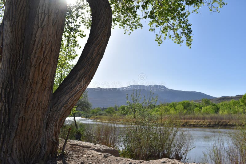 Trees Bloom Along the Colorado River on Sunny Spring Day Stock Photo ...