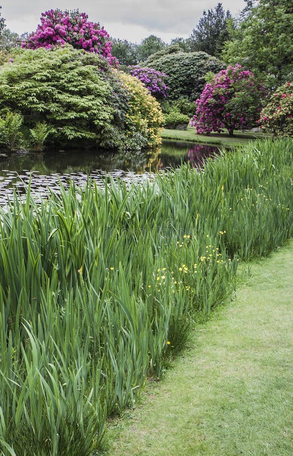 Trees in Bloom from Lakeside Walk Stock Image - Image of lake, forest ...