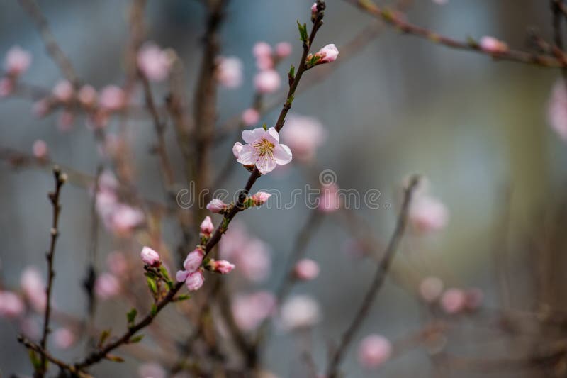 Trees Bloom in Spring. Spring Again. the Trees are Blooming. Background ...