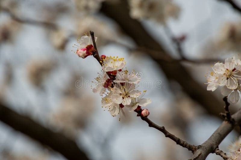 Trees Bloom in Spring. Spring Again. the Trees are Blooming. Background ...