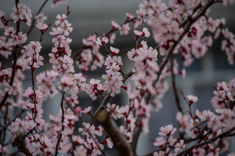 Trees Bloom in Spring. Spring Again. the Trees are Blooming. Background ...