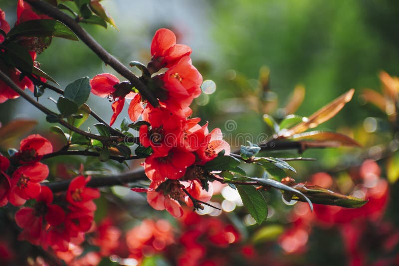 Trees Bloom in Spring. Cherry Blossom Stock Photo - Image of romantic ...