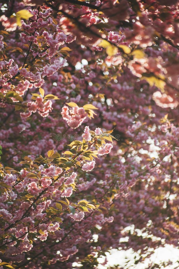 Trees Bloom in Spring. Cherry Blossom Stock Photo - Image of march ...