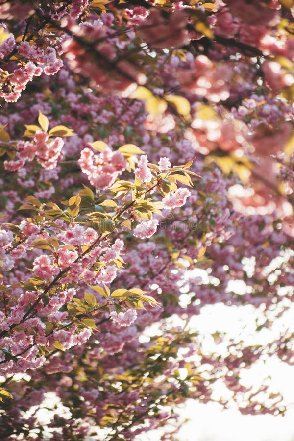 Trees Bloom in Spring. Cherry Blossom Stock Photo - Image of festival ...