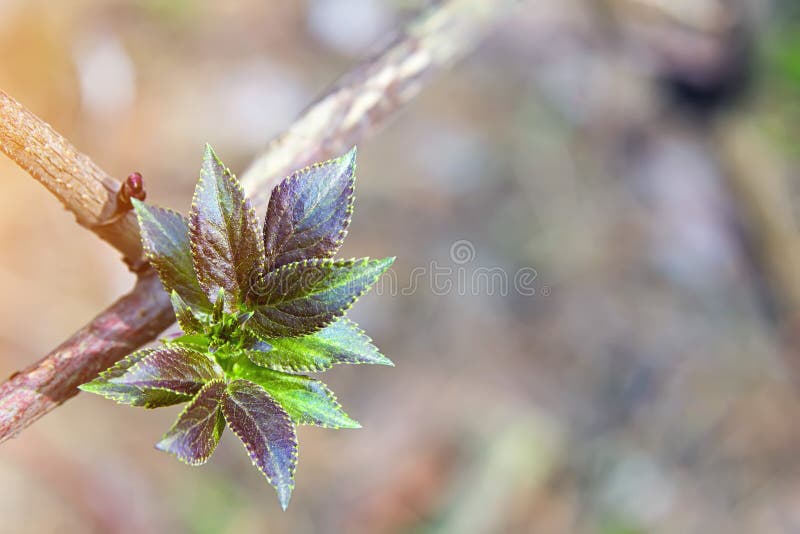The Trees Bloom in the Spring Sprout Stock Photo - Image of flora ...