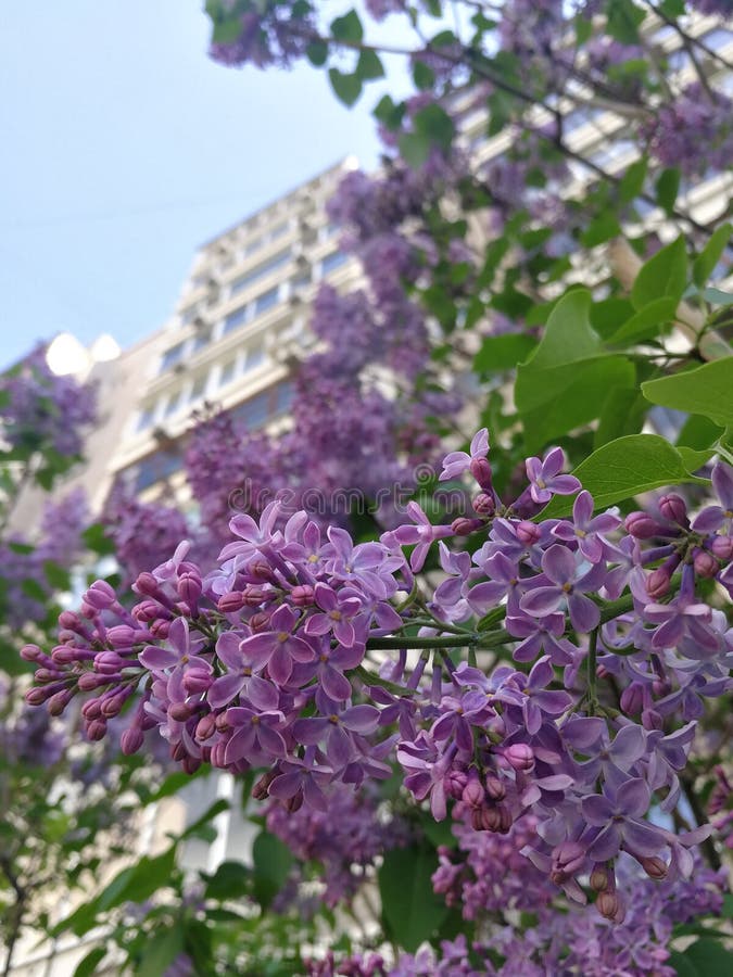 Trees in Bloom at the Time of Spring in the City Stock Photo - Image of ...