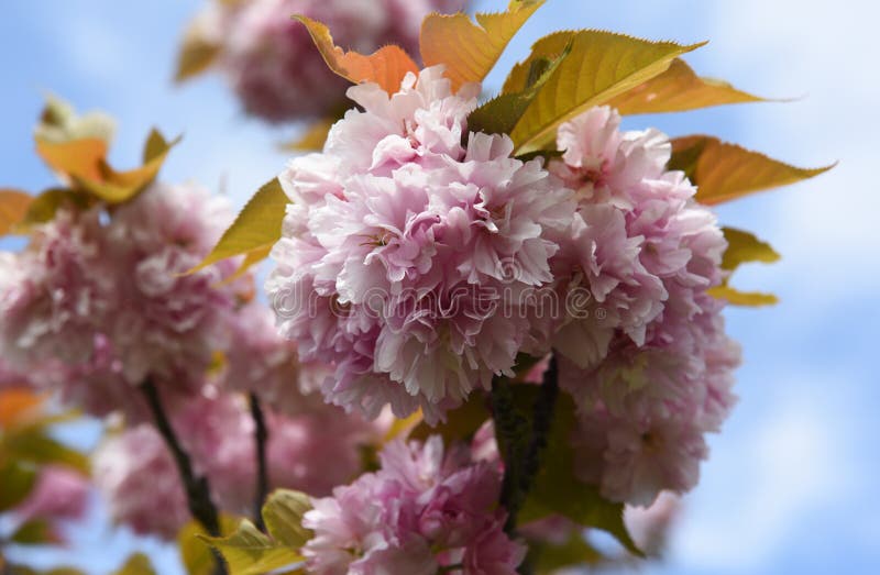 Trees are blooming stock image. Image of flowers, beautiful - 53336119