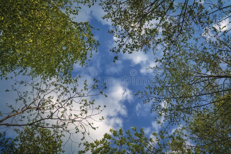 Trees with Blooming Leaves Against the Blue Spring Sky. View from Below ...