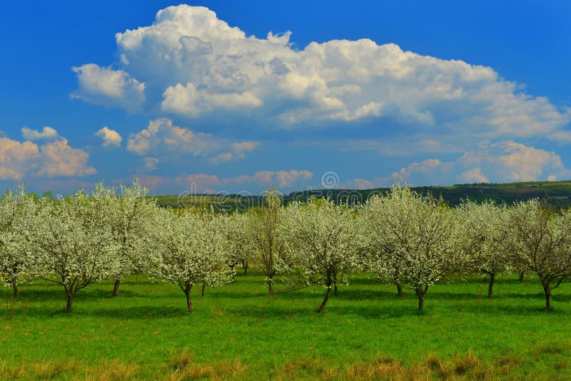 Trees Blooming in the Spring Forest , Remarkable Spring Landscape in ...