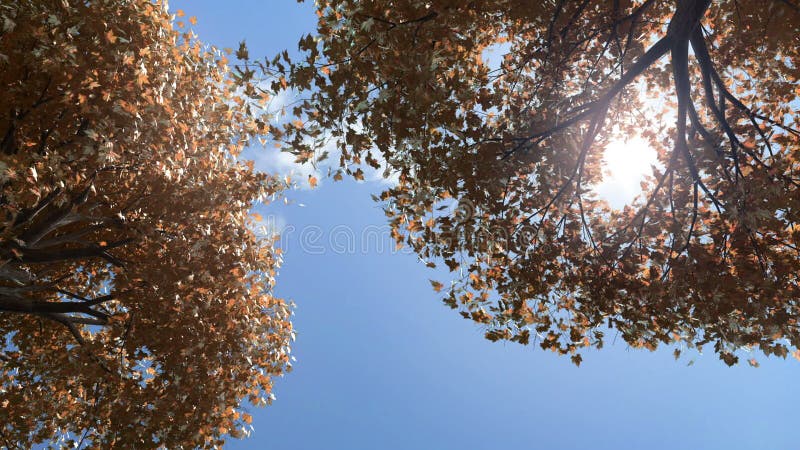 Trees Blowing in Wind, Isolated on Black Stock Footage - Video of wind ...