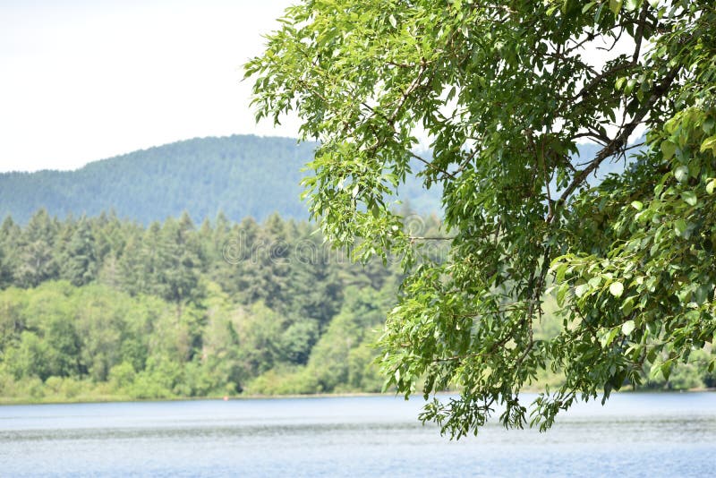Tree blowing in breeze stock photo. Image of leaf, breeze - 15534348
