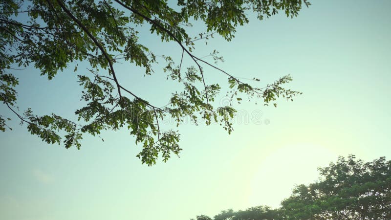 Trees Blowing in the Wind with Blue Sky. Blue Sky and Bright Cloud in ...