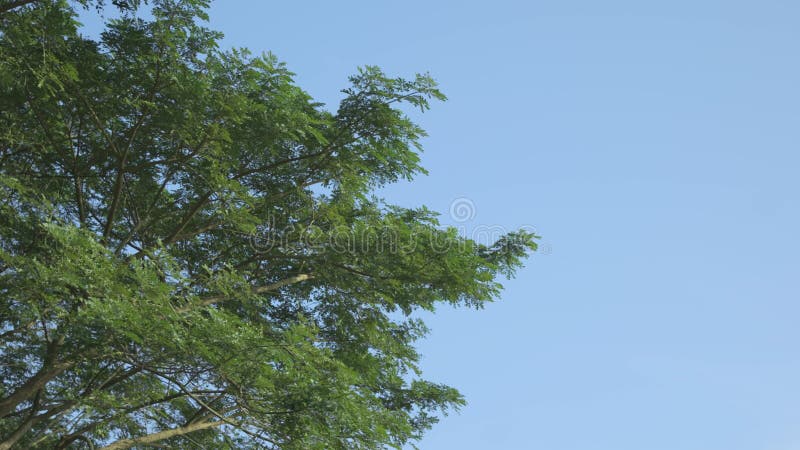 Trees Blowing in the Wind with Blue Sky. Blue Sky and Bright Cloud in ...