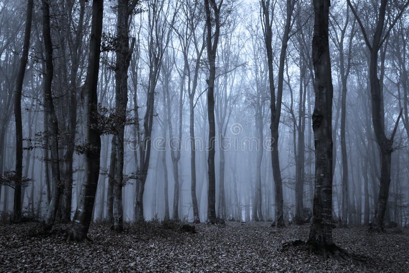 Trees in Blue Mist. Spooky Forest Stock Image - Image of morning ...