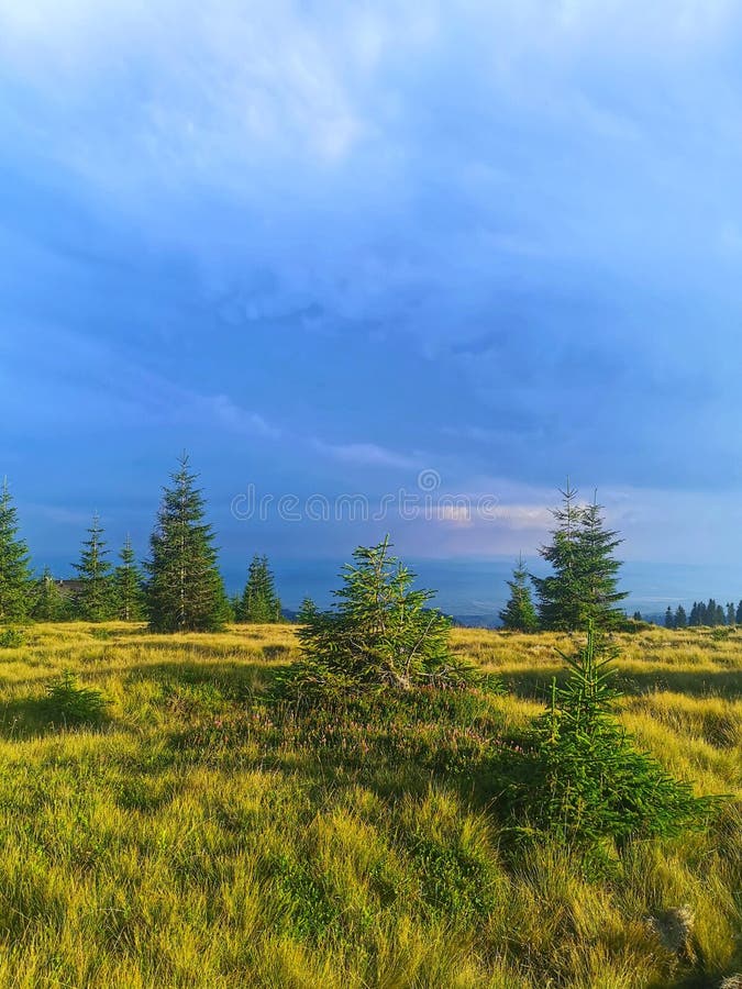 Trees on blue sky stock photo. Image of tree, grass - 198673368