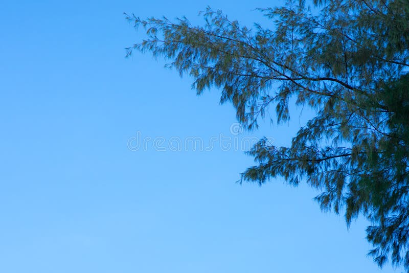 The Trees with Blue Sky for Background. Stock Image - Image of cloud ...