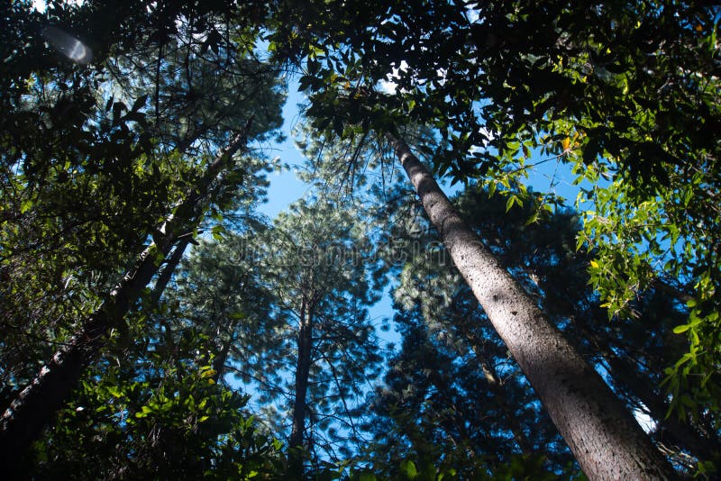 Trees and Blue Sky in a Summer Day Stock Photo - Image of blue, green ...