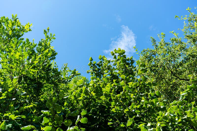 Trees with Blue Sky and Small Cloud Stock Photo - Image of horizon ...