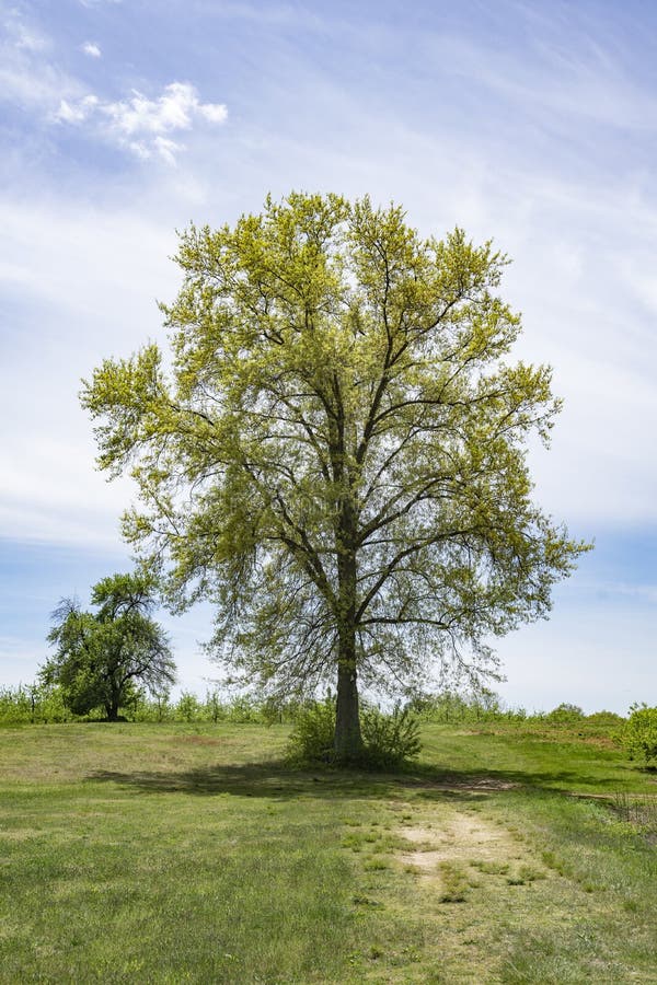 Trees and Blue Sky on a Sunny Day Stock Photo - Image of parks, meadows ...