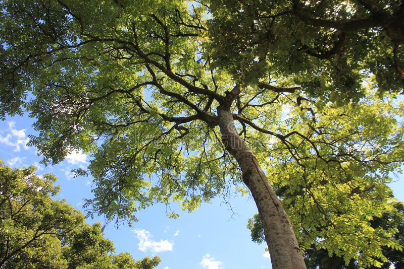 Trees with blue sky stock photo. Image of desert, colombia - 93642324