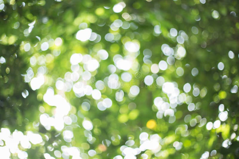 Trees Blur Abstract Background Stock Image - Image of leaf, beauty ...