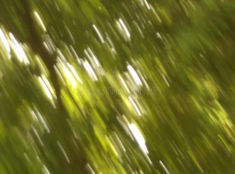 Trees stock image. Image of green, imaged, trees, blurred - 48924055