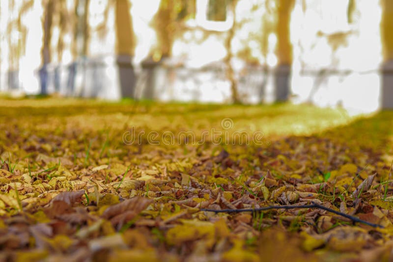 The Ground is Covered with a Thick Layer of Fallen, Dried Yellow Leaves ...