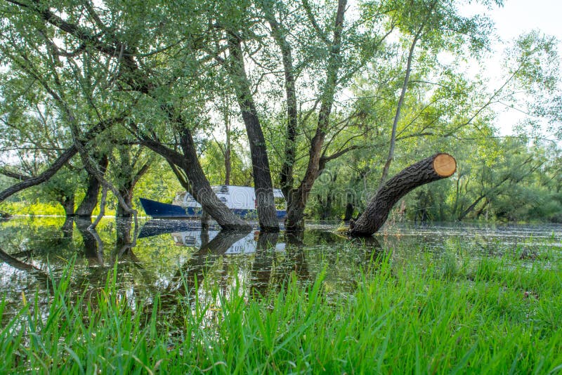 Trees & Boat stock image. Image of reflection, river - 73059245
