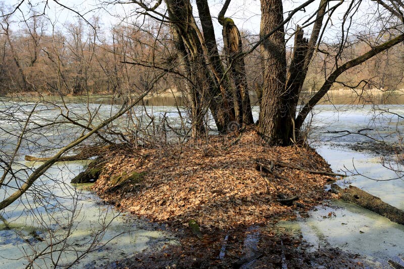 Trees on bog stock image. Image of natural, outdoor - 206613167