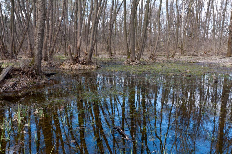 Trees on bog stock photo. Image of panorama, landscape - 29877960