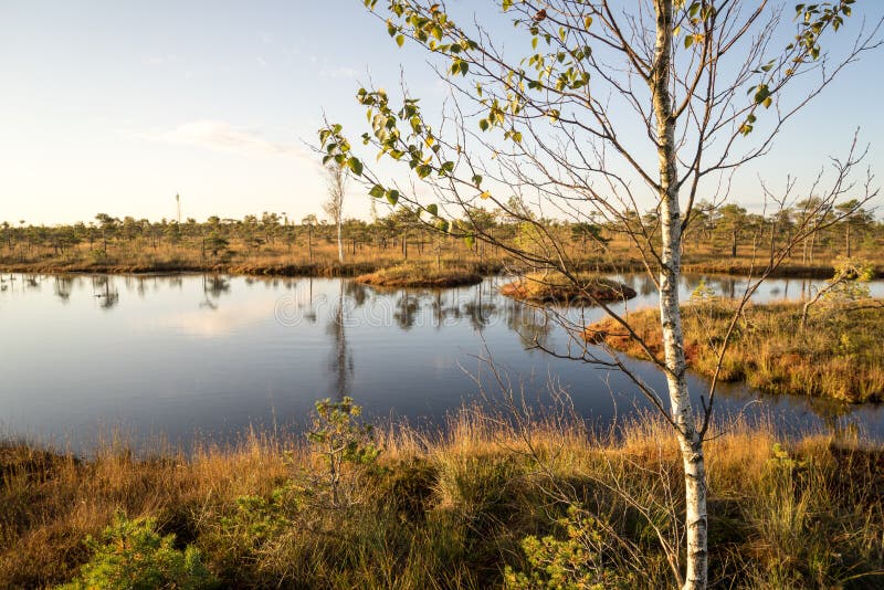 Trees on the bog stock image. Image of foot, planked - 44877869