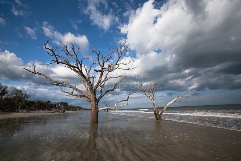 Trees Boneyard Beach Forest, Botany Bay, SC Stock Photo - Image of ...