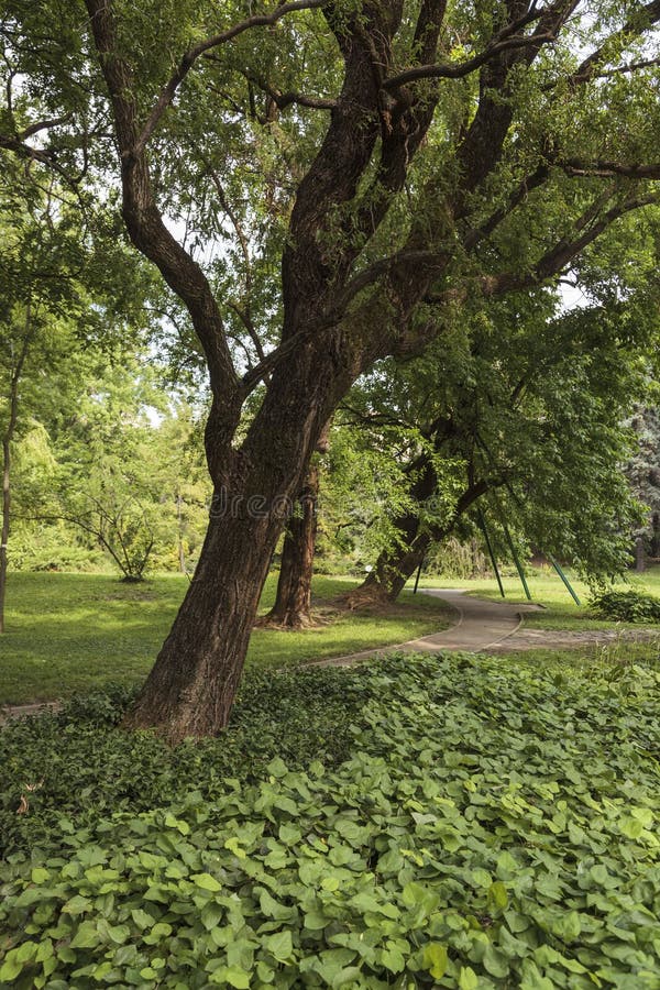 Trees in the Botanic Garden Stock Image - Image of season, garden: 41709201