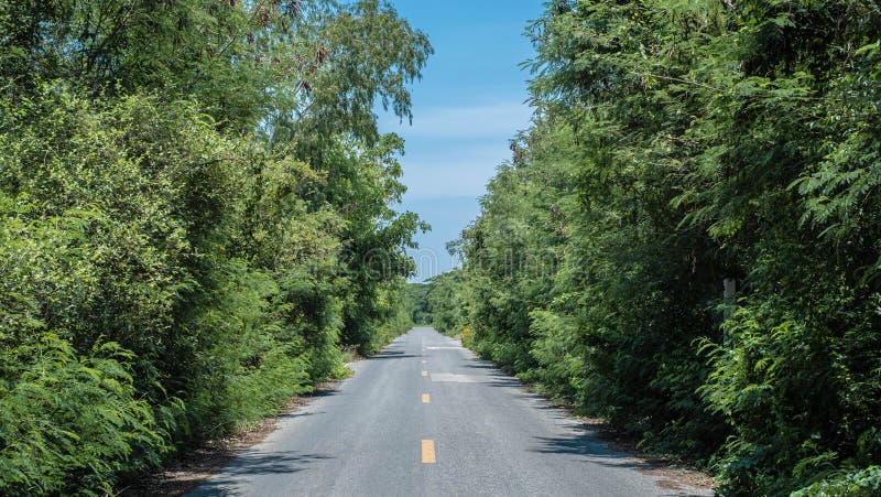 The Trees on Both Sides of the Road that Grow on the Road Create a Tree ...