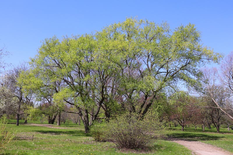 Trees from the Bottom in Spring Season Stock Image - Image of ...