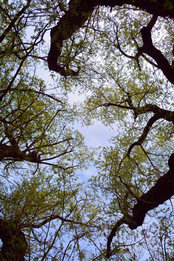 Trees from the Bottom in Spring Season Stock Photo - Image of ...