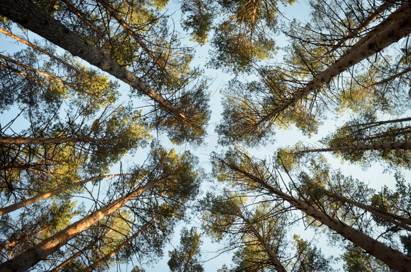 Trees bottom view stock photo. Image of trees, pine, view - 43491316