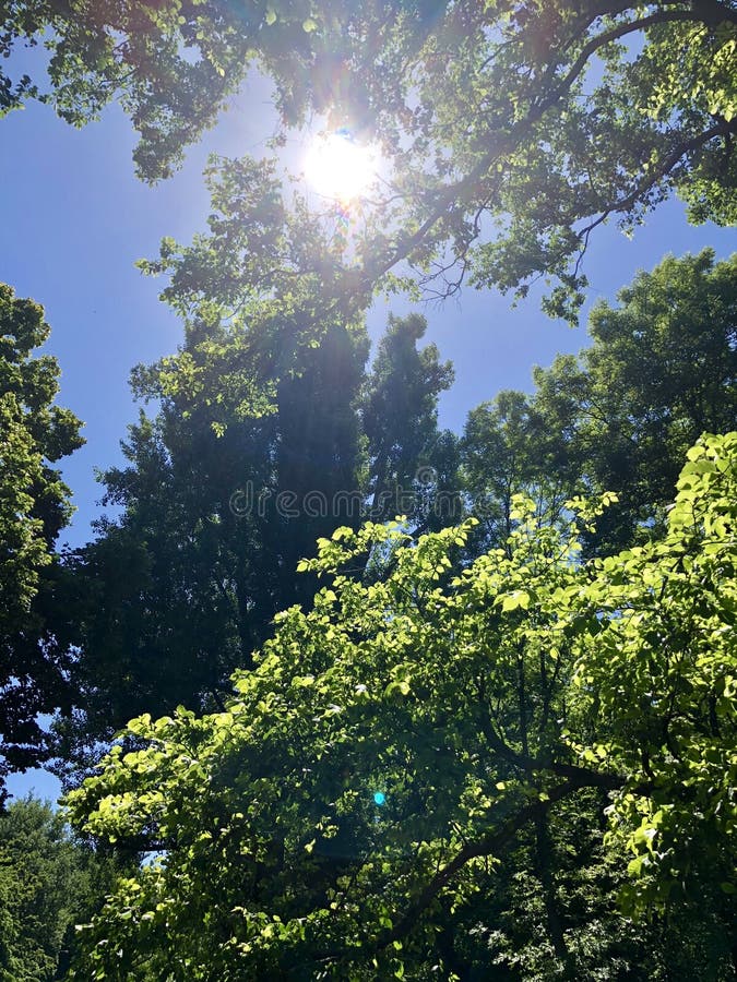 Trees bottom view and sun stock photo. Image of pine - 168370032