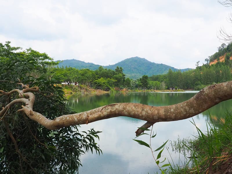 The trees bowed down stock photo. Image of reservoir - 184752034