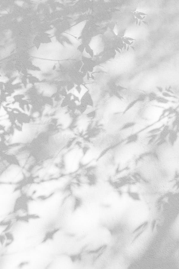 Trees Branch and Leaf with Shadow on a White Concrete Wall. Leaf ...