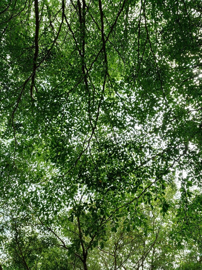 Trees Branch Meet Up stock image. Image of leaf, beautifully - 265096737