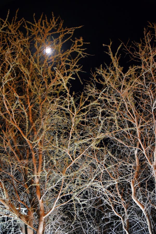 Trees branch at night stock photo. Image of earth, diet - 159135612
