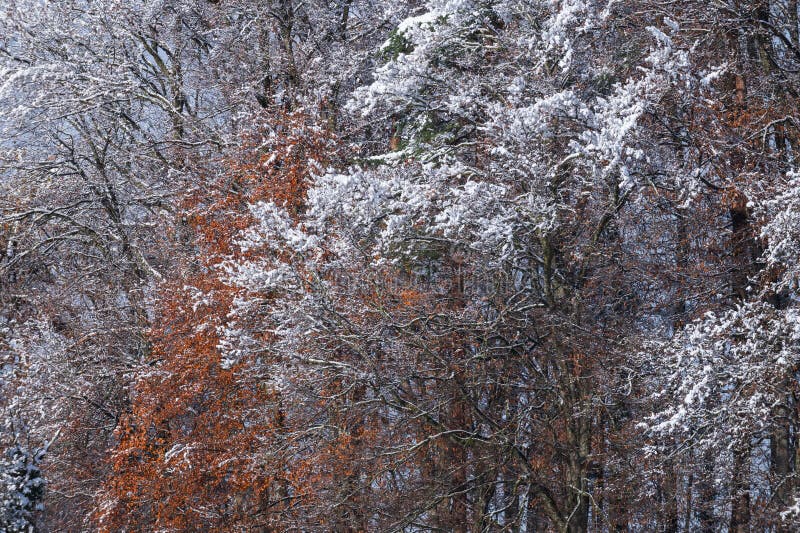 Trees Branch in the Snow after Snowfall Abstraction, Background ...