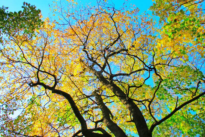 Trees and branches stock image. Image of glow, foliage - 9497731