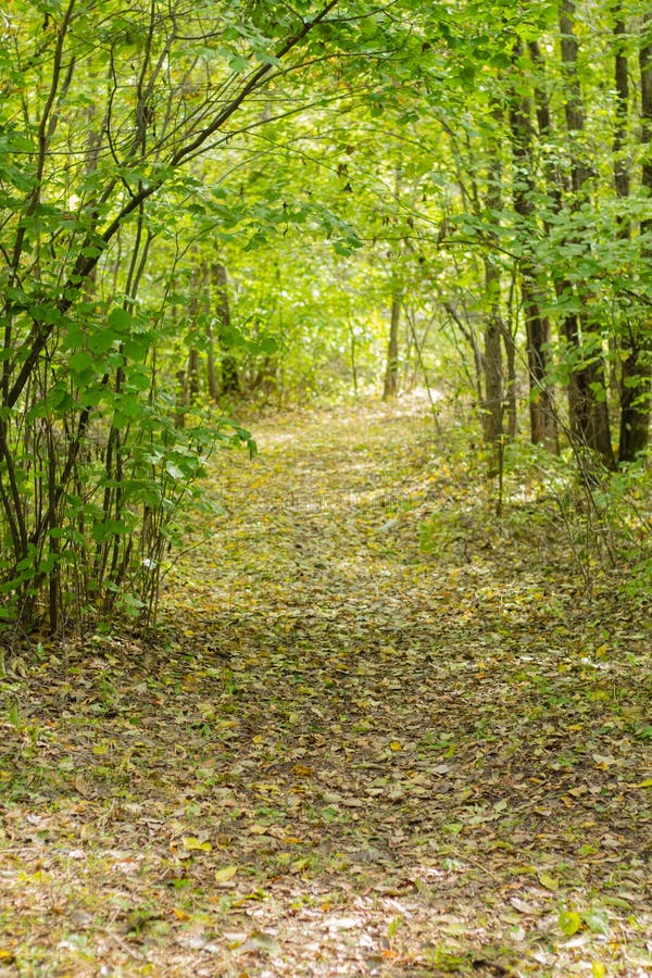 Trees with Branches Bend Look Like a Tree Tunnel and Front Cement ...