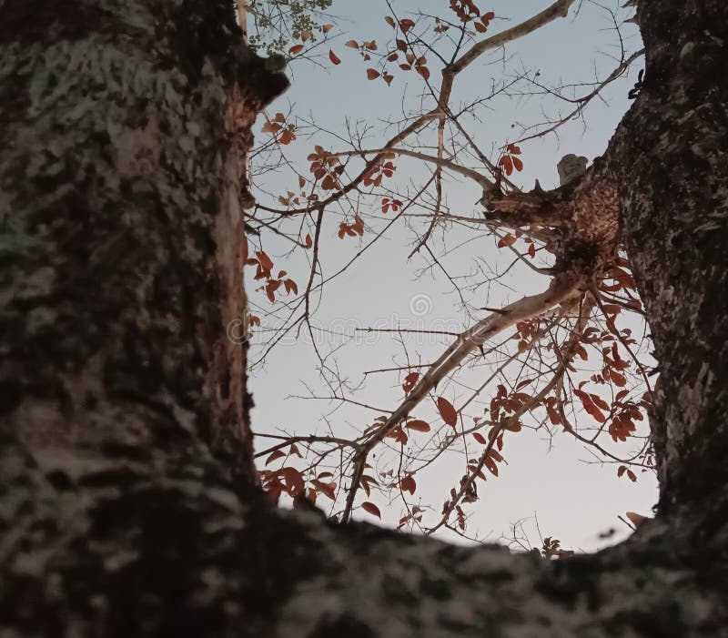 Trees between branches stock photo. Image of flower - 210760368