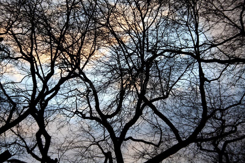 Row of Trees with Dry Branches and No Foliage in a Rural Landscape ...