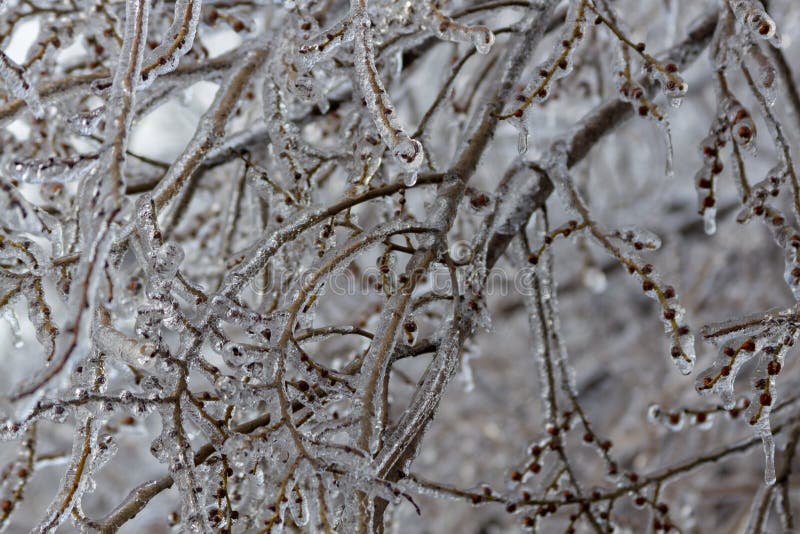 Branches Fully Encapsulated in Ice Stock Photo - Image of forms, rain ...